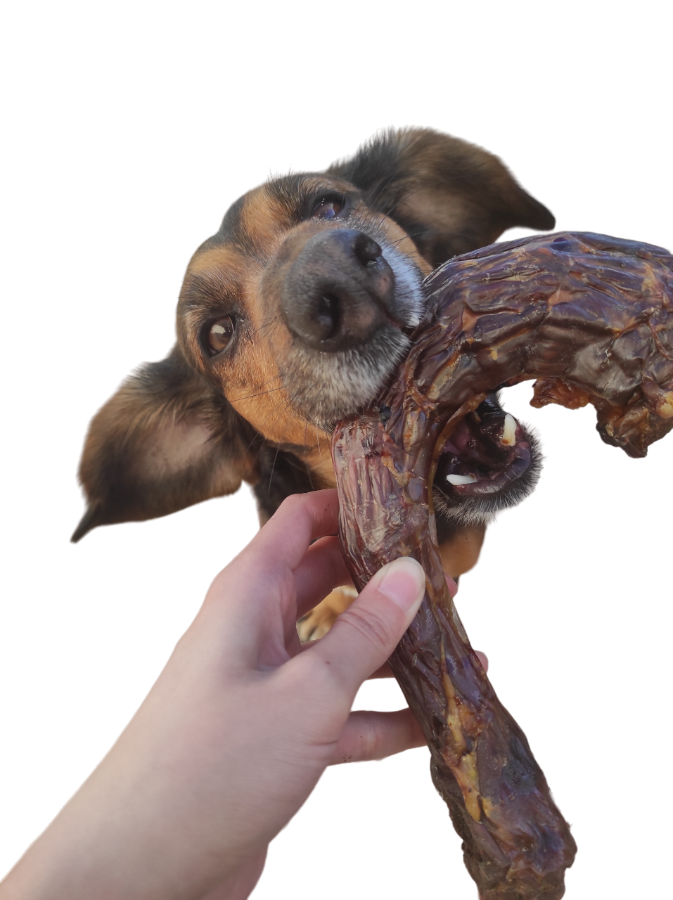 Snacks de pavo para Mascotas - Snackys Premios Saludables
